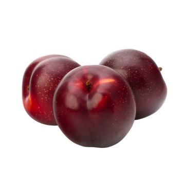 Ohio Foodservice Distributor | Fruits